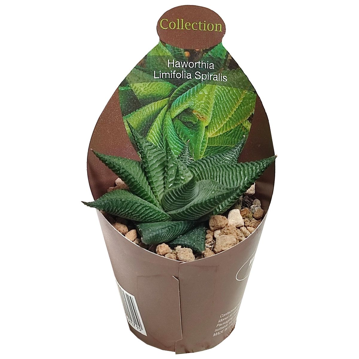 Haworthia limifolia 'Spiralis' — Plant Wholesale FlorAccess