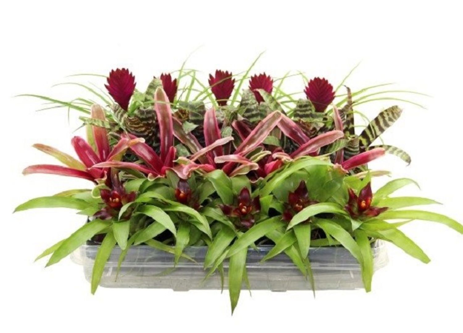 Bromelia MIX — Plant Wholesale FlorAccess