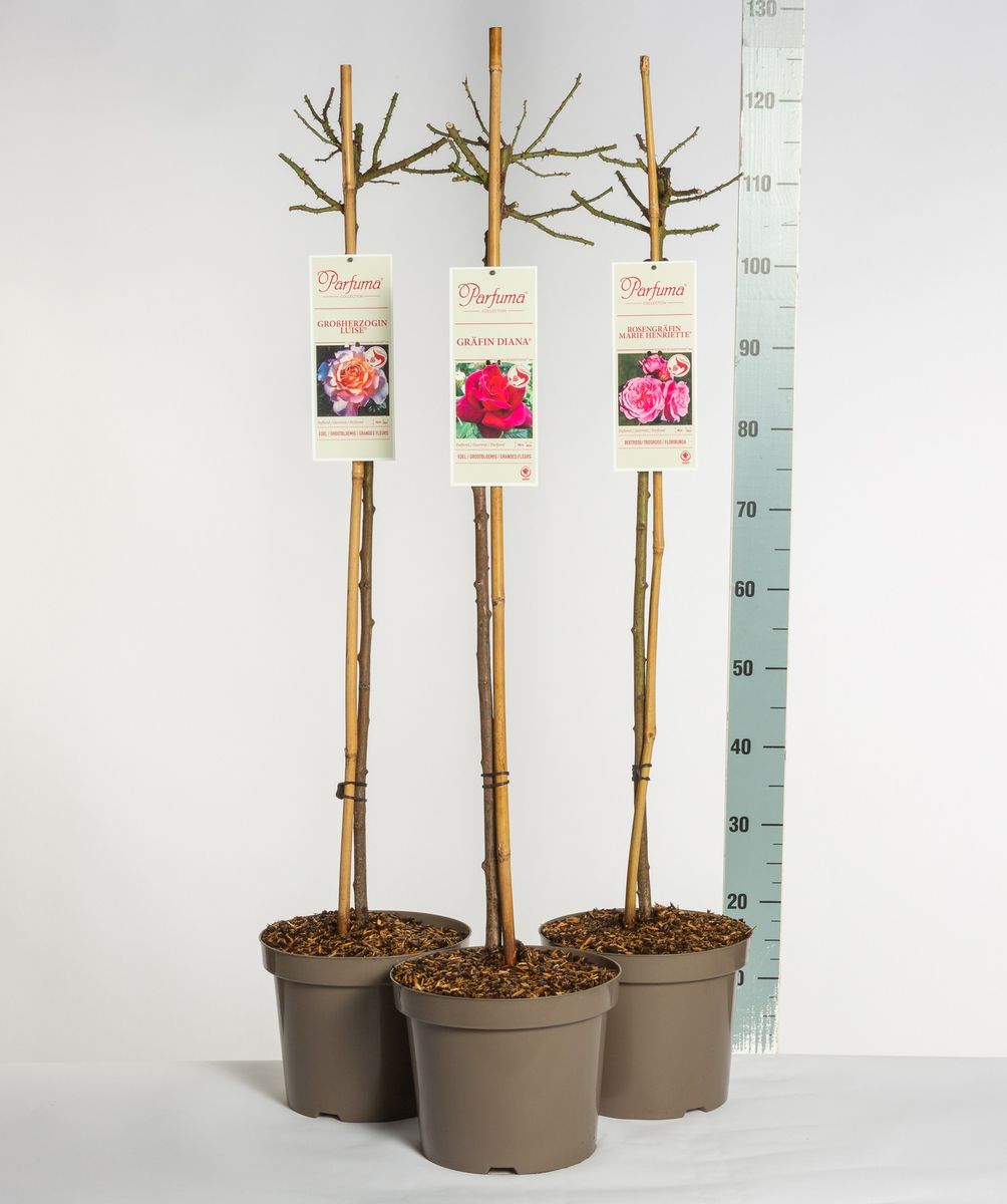 Rosa FRAGRANT ROSES MIX — Plant Wholesale FlorAccess