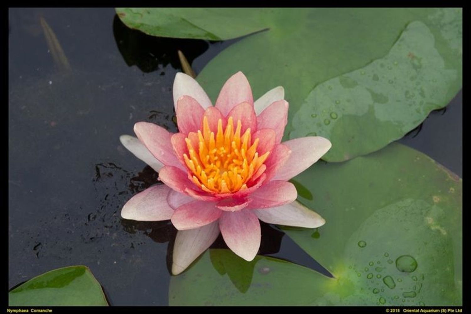 Nymphaea 'Comanche' — Plant Wholesale FlorAccess