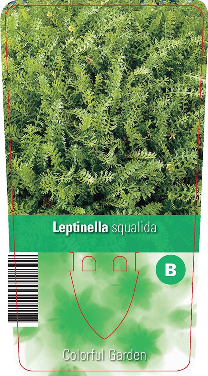 Leptinella squalida — Plant Wholesale FlorAccess