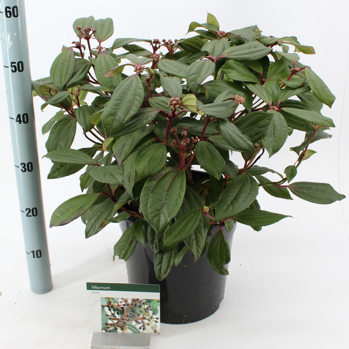 Viburnum davidii — Plant Wholesale FlorAccess