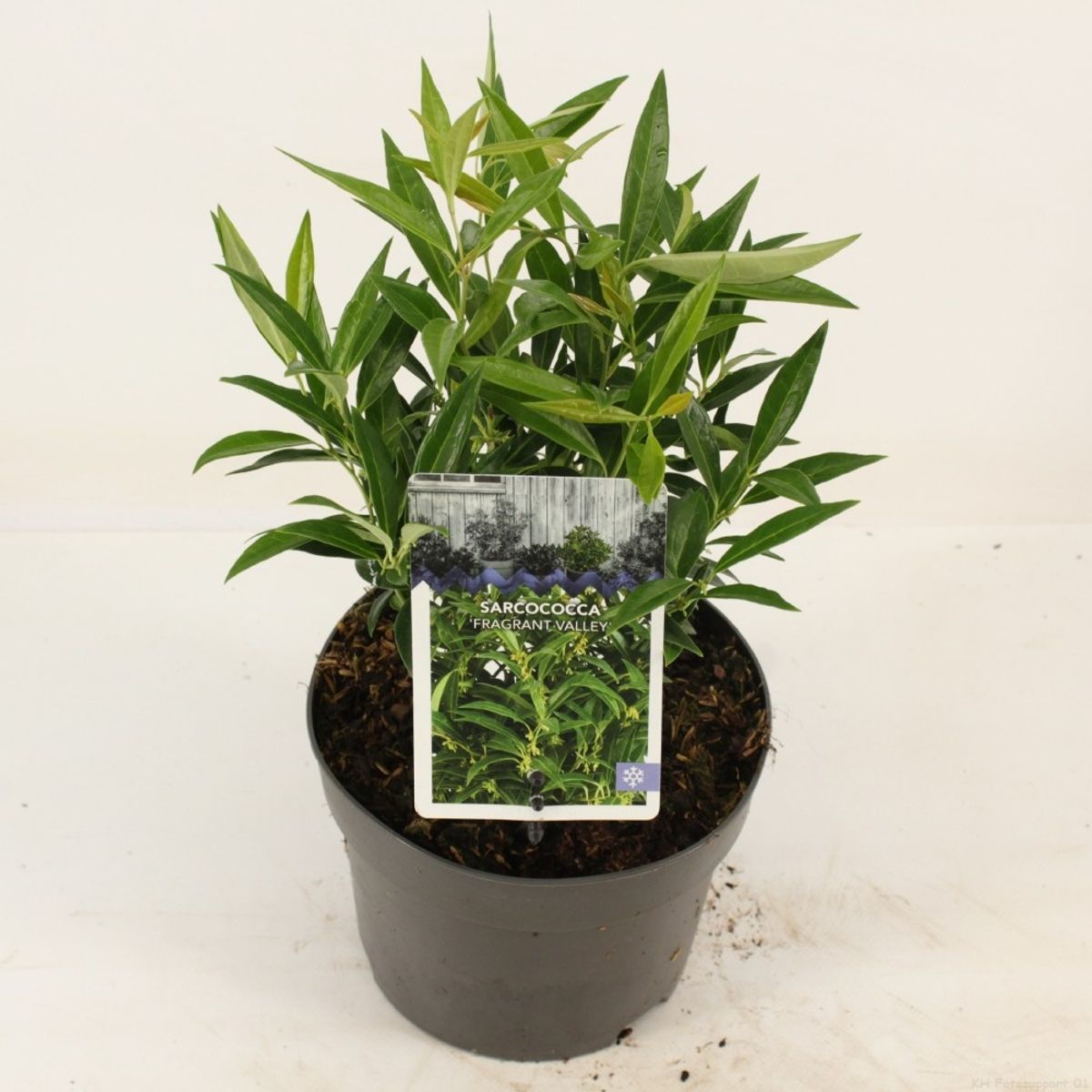 Sarcococca hookeriana FRAGRANT VALLEY — Plant Wholesale FlorAccess