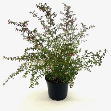 Fuchsia microphylla — Plant Wholesale FlorAccess