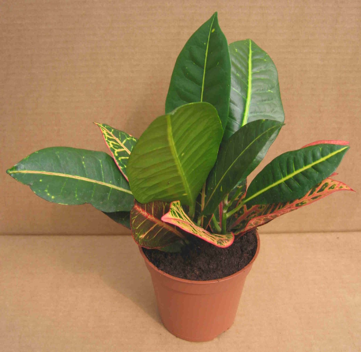 Codiaeum variegatum 'Norma' — Plant Wholesale FlorAccess