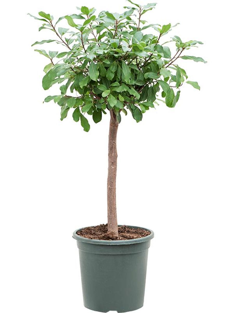 Ficus natalensis — Plant Wholesale FlorAccess