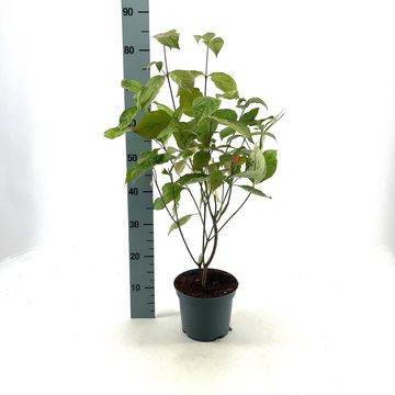 Cornus florida — Plant Wholesale FlorAccess
