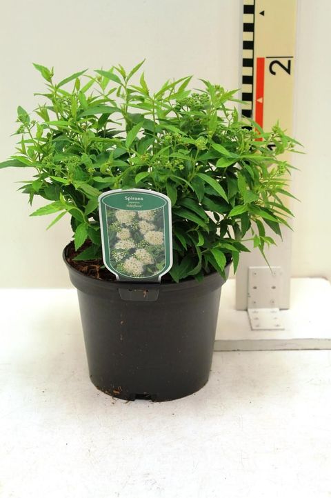Spiraea japonica 'Albiflora' — Plant Wholesale FlorAccess