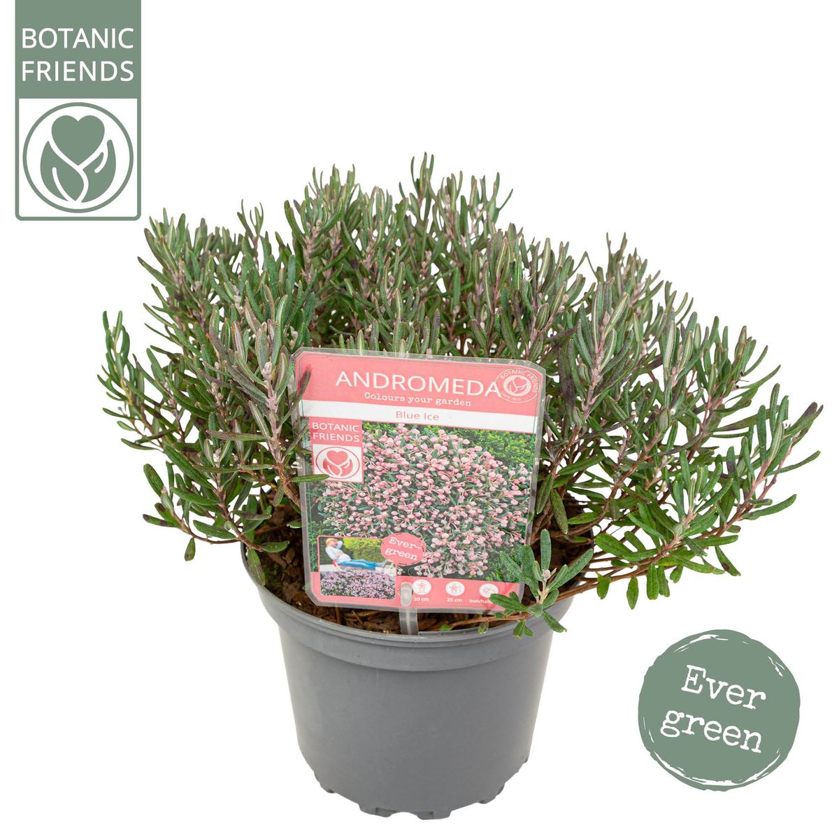 Andromeda polifolia 'Blue Ice' — Plant Wholesale FlorAccess