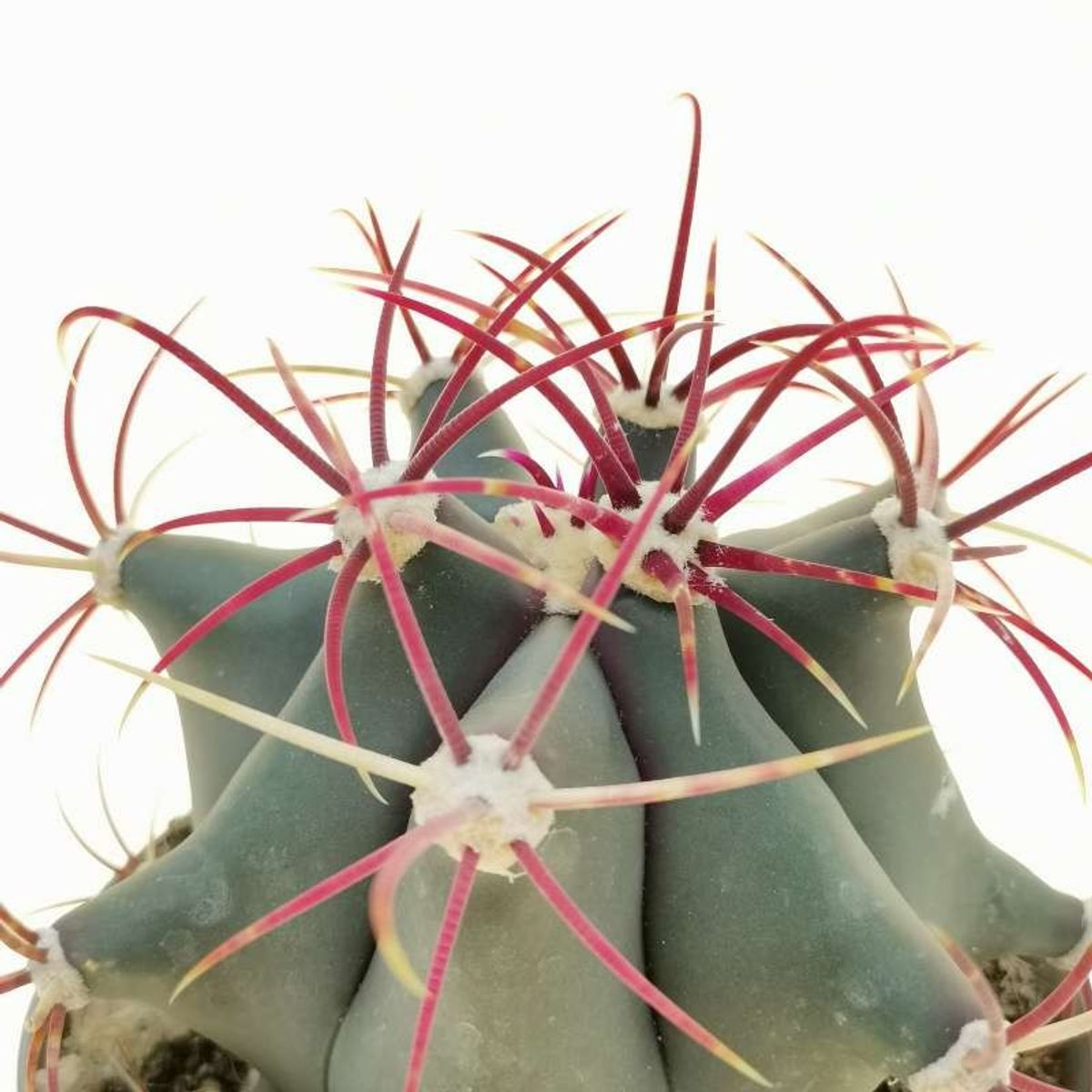 Ferocactus emoryi — Plant Wholesale FlorAccess