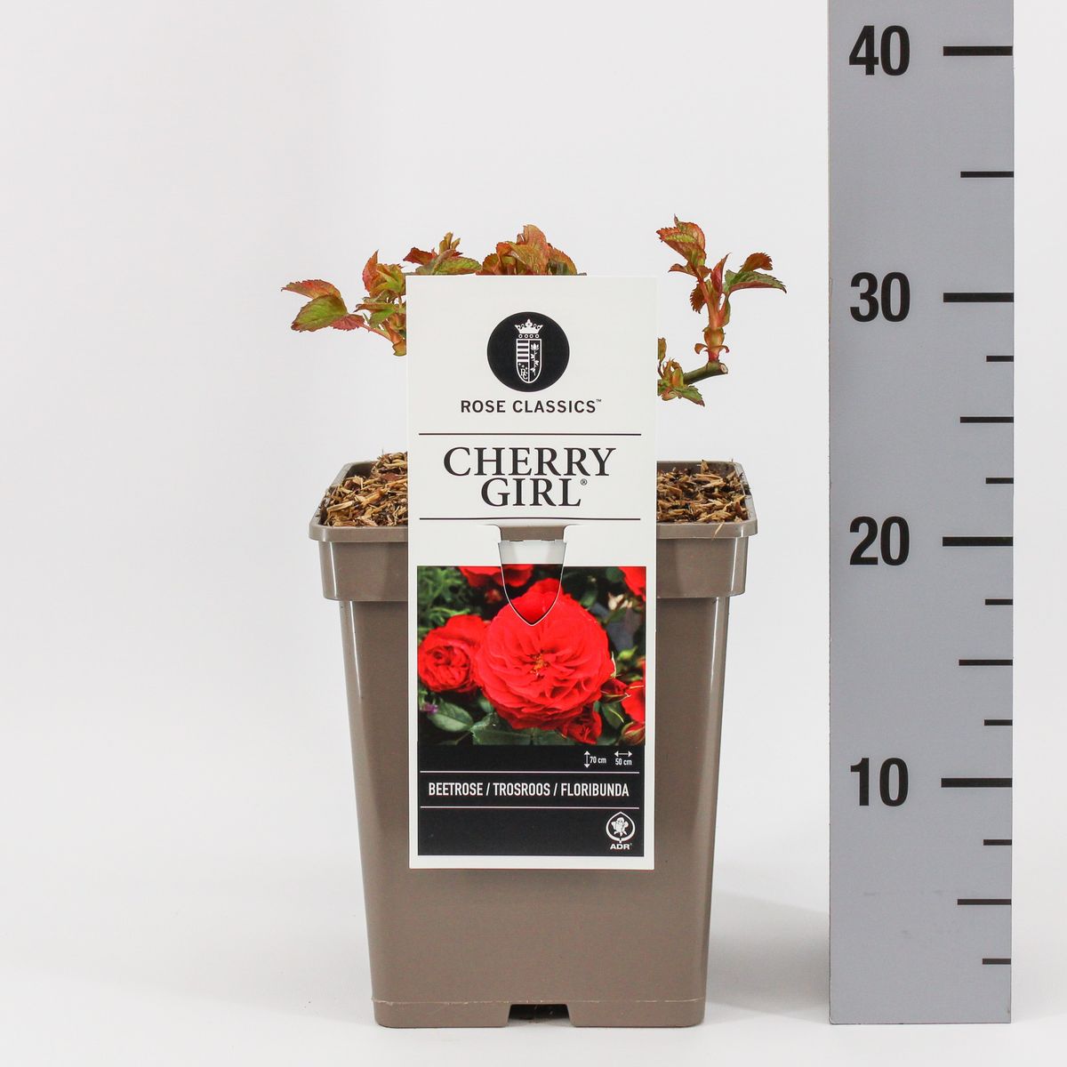 Rosa CHERRY GIRL — Рослини оптом FlorAccess