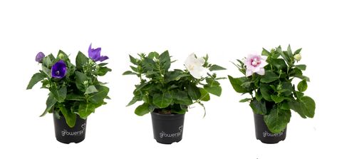 Platycodon grandiflorus MIX — Plant Wholesale FlorAccess