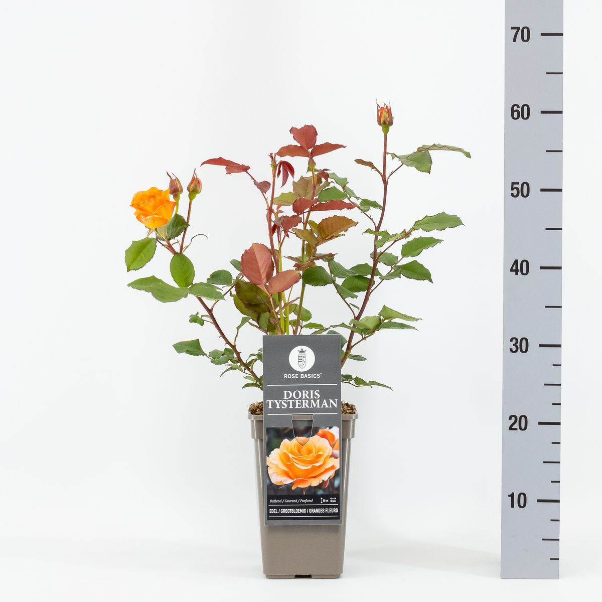 Rosa 'Doris Tysterman' — Plant Wholesale FlorAccess