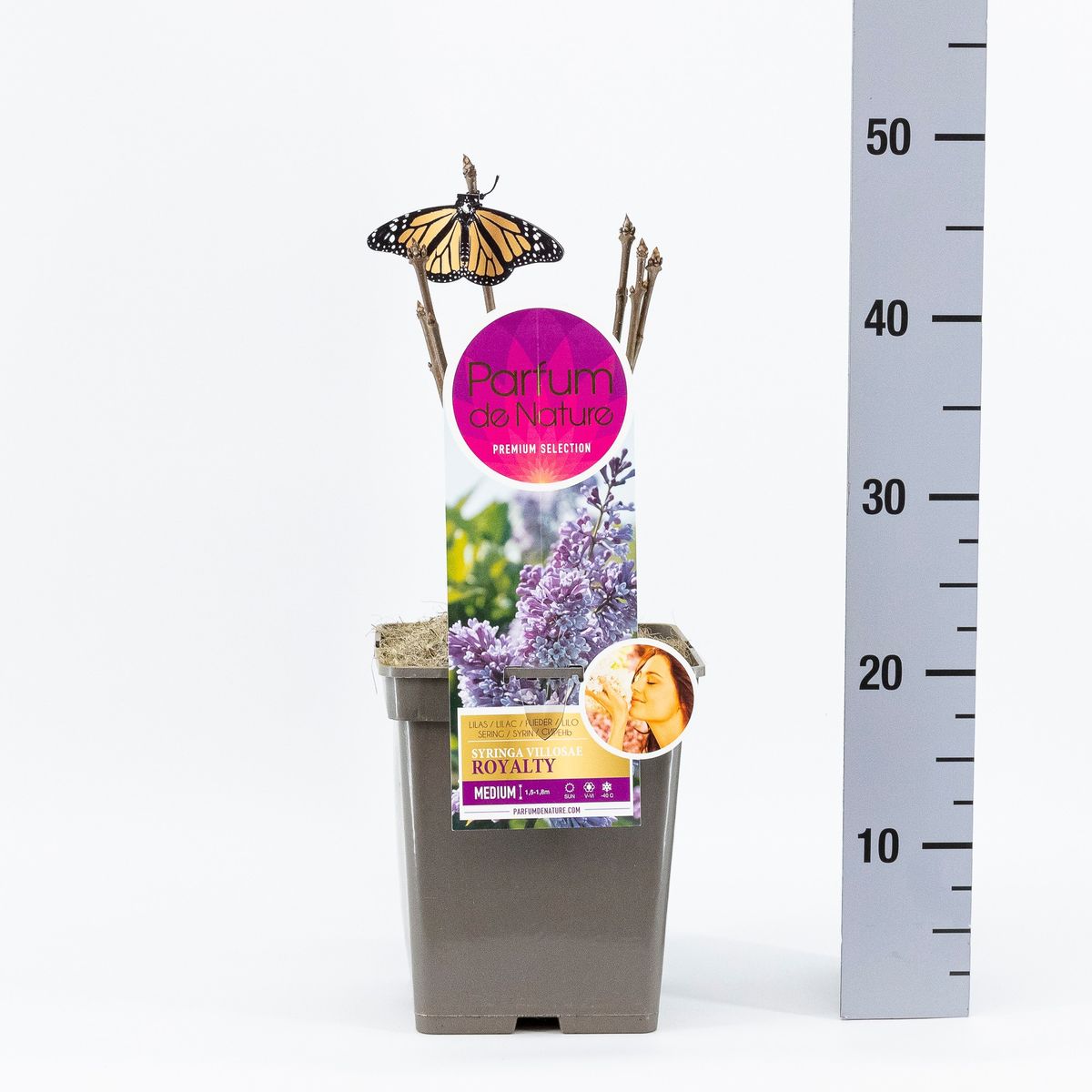 Syringa 'Royalty' — Plant Wholesale FlorAccess