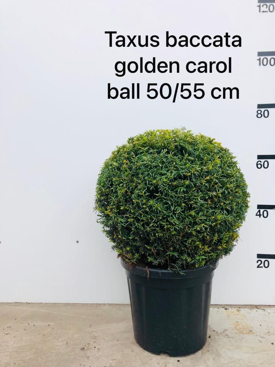 Taxus baccata 'Golden Carol' — Plant Wholesale FlorAccess