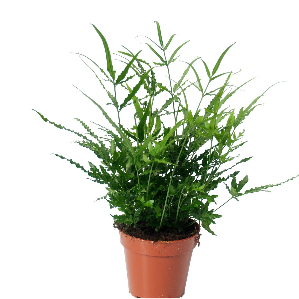 Pteris ensiformis 'Evergreen' — Toptan Bitki Satışı FlorAccess