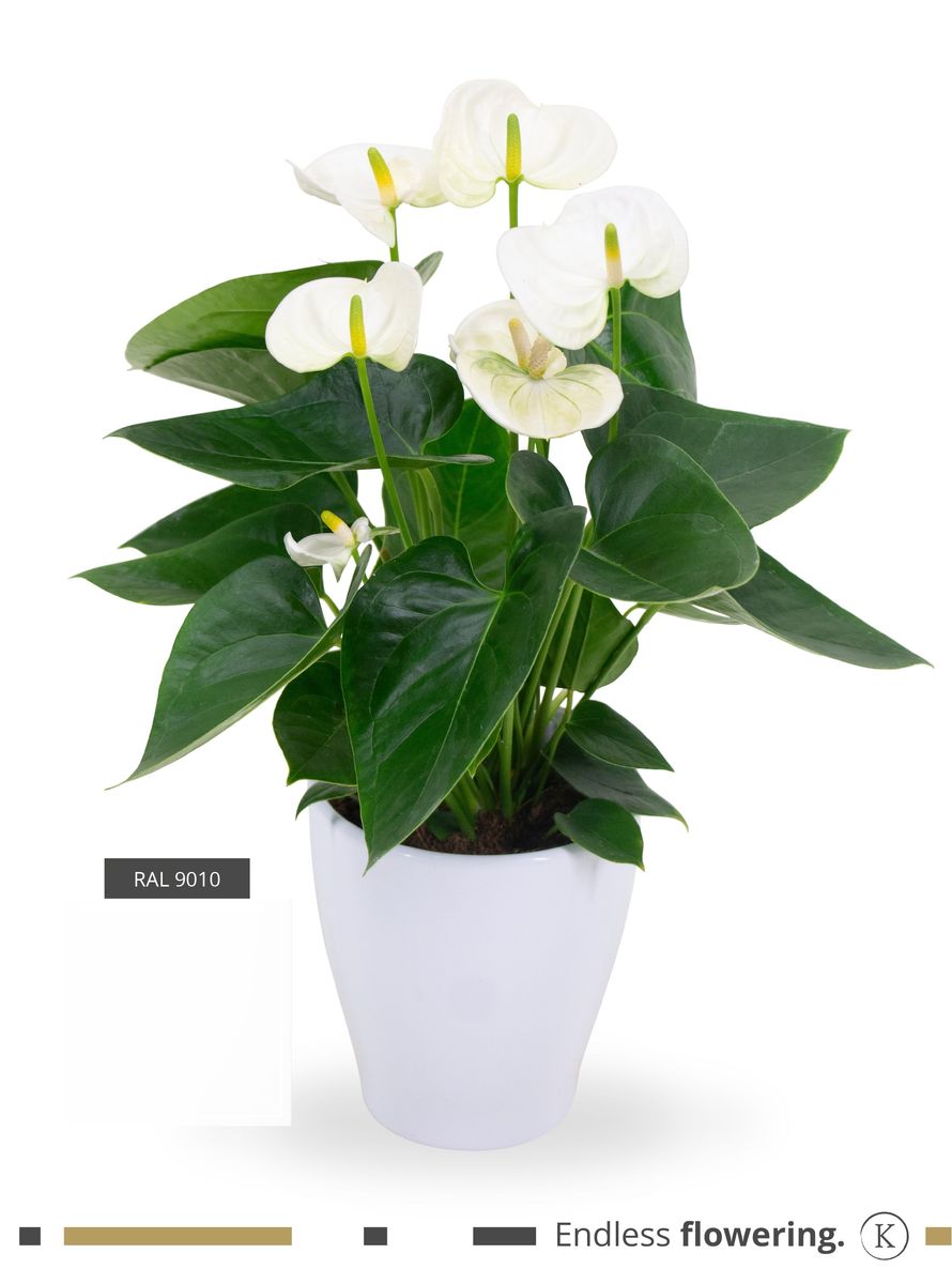 Anthurium KARMA WHITE — Plant Wholesale FlorAccess