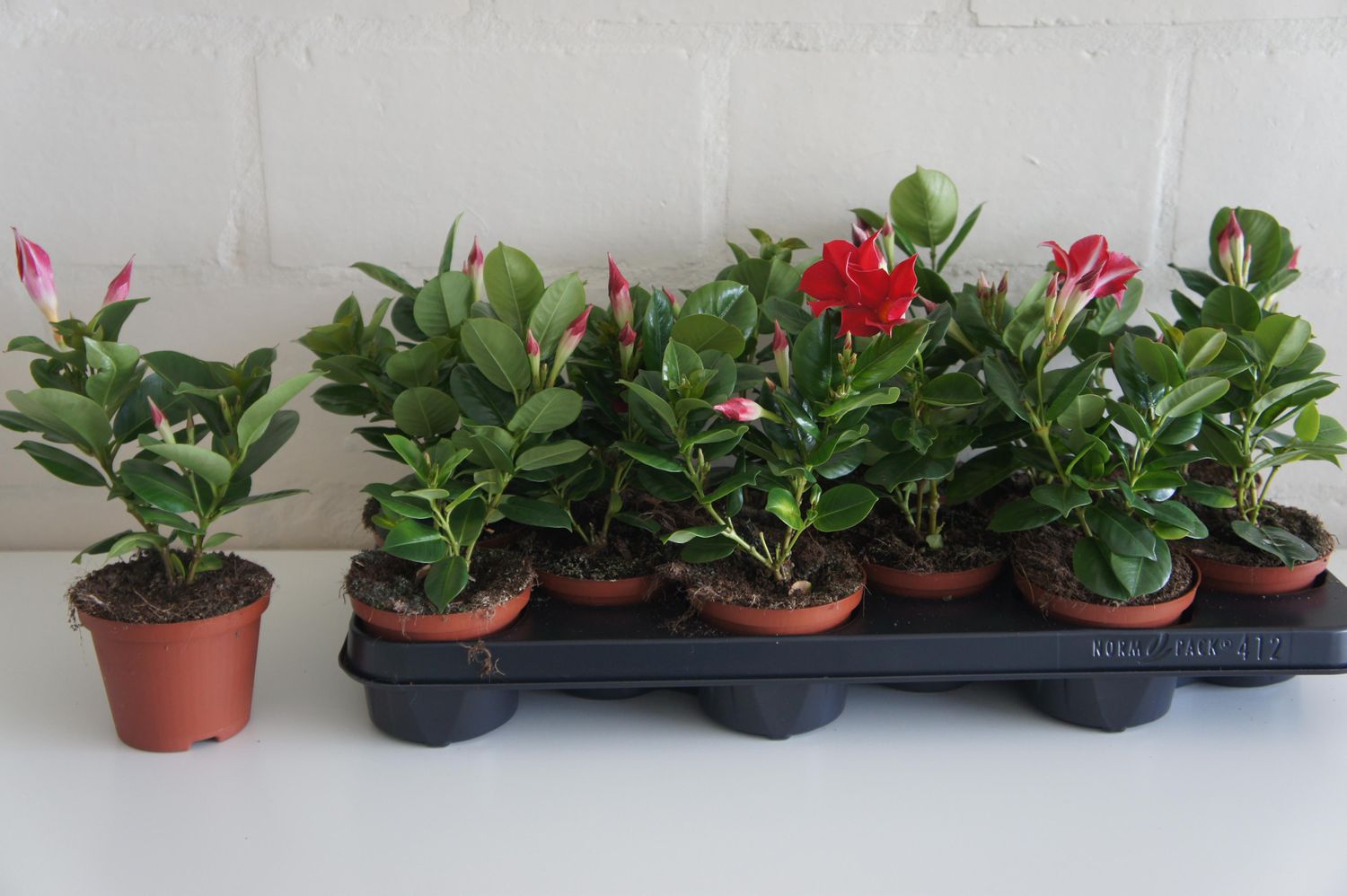 Mandevilla MIX — Plant Wholesale FlorAccess