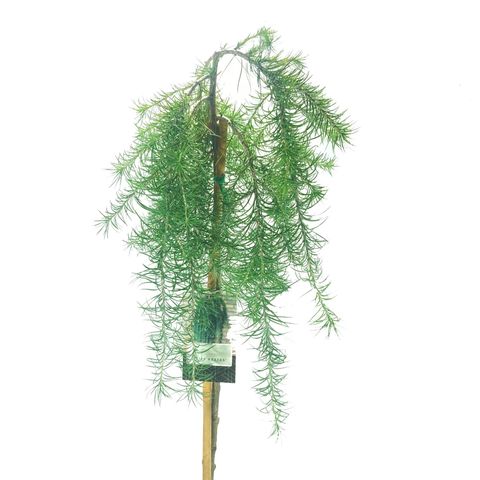 Larix kaempferi 'Stiff Weeper' — Plant Wholesale FlorAccess