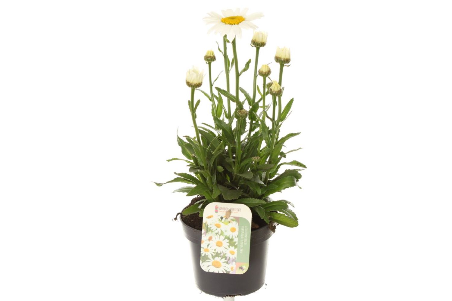Leucanthemum x superbum 'Snow Lady' — Plant Wholesale FlorAccess