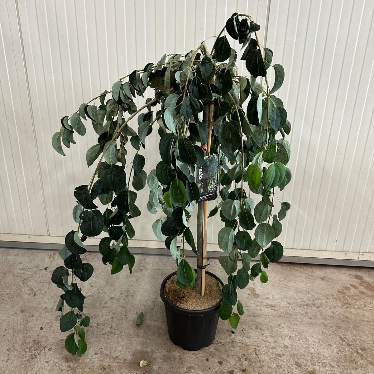 Cercidiphyllum japonicum 'Pendulum' — Plant Wholesale FlorAccess