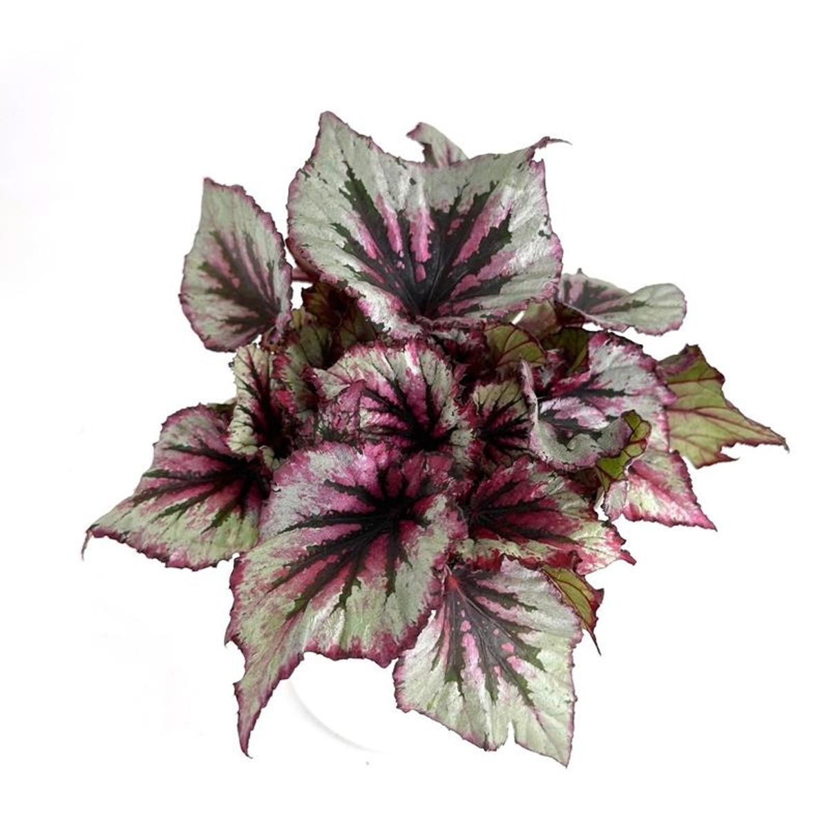 Begonia BELEAF EVENING GLOW — Plant Wholesale FlorAccess