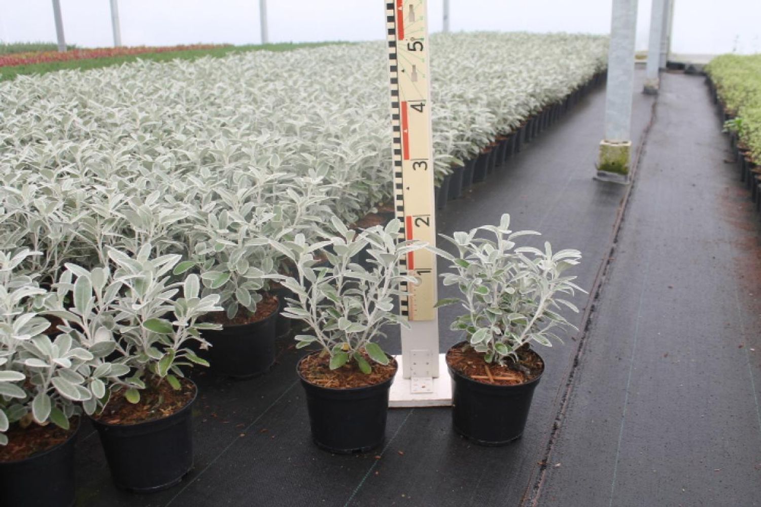 Brachyglottis compacta — Plant Wholesale FlorAccess