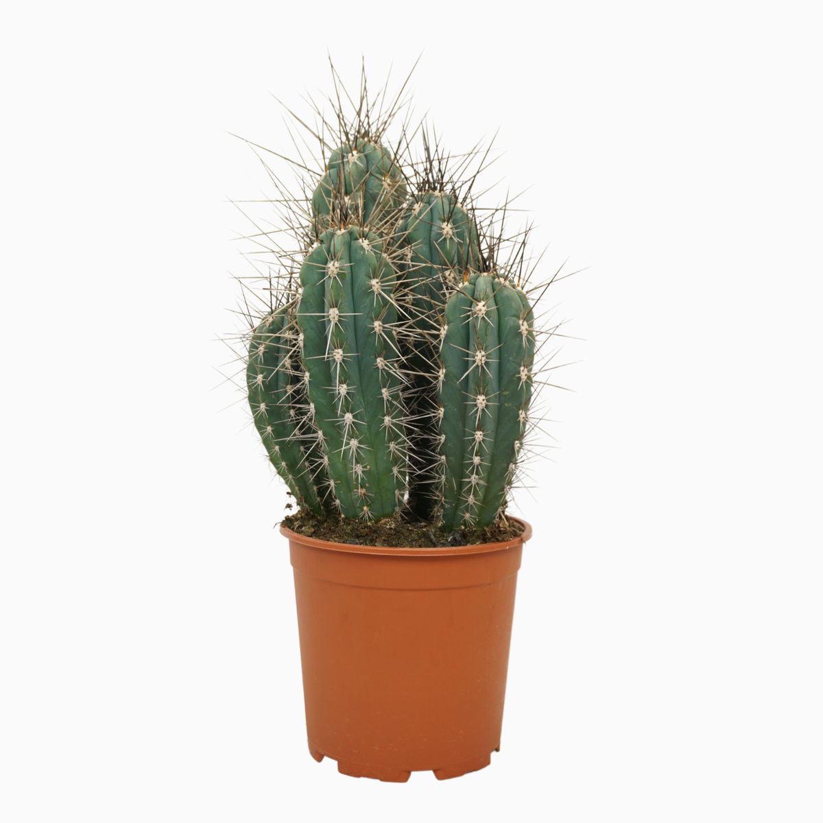 Stetsonia coryne — Plant Wholesale FlorAccess