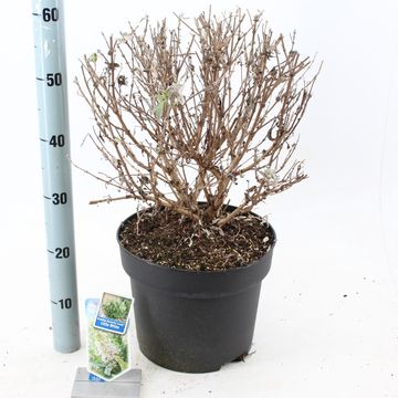 Buddleja davidii BUTTERFLY CANDY LITTLE WHITE — Plant Wholesale FlorAccess