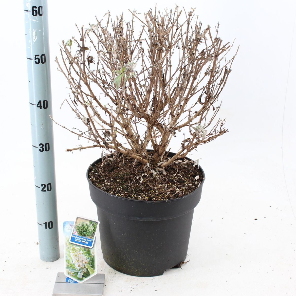 Buddleja davidii BUTTERFLY CANDY LITTLE WHITE — Plant Wholesale FlorAccess