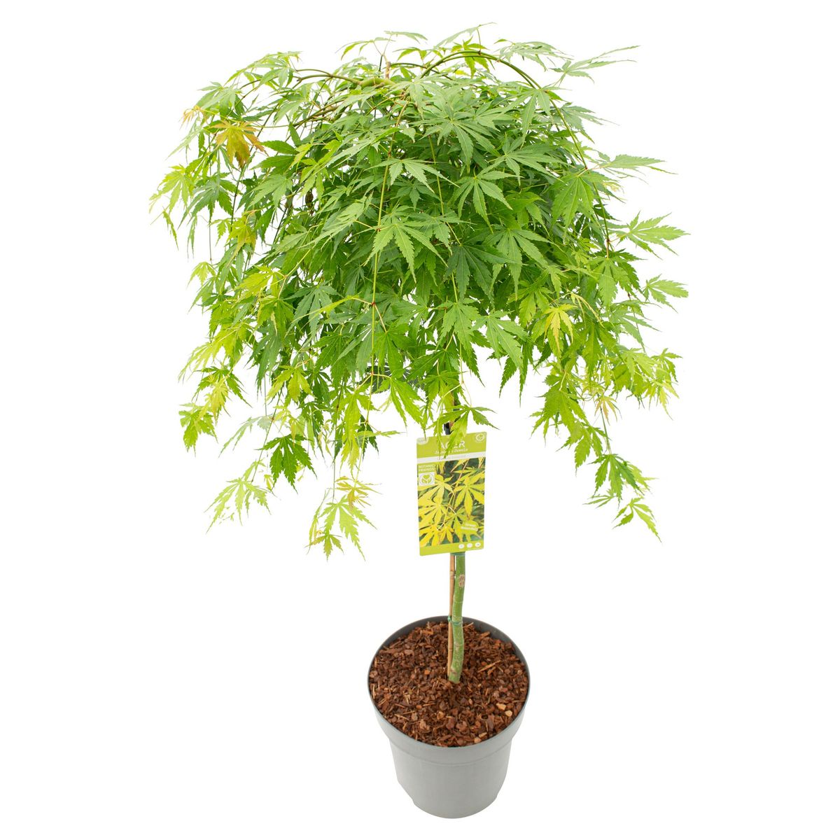 Acer palmatum CASCADE EMERALD — Рослини оптом FlorAccess