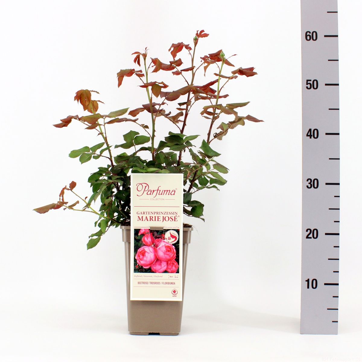 Rosa GARTENPRINZESSIN MARIE-JOSÉ — Plant Wholesale FlorAccess