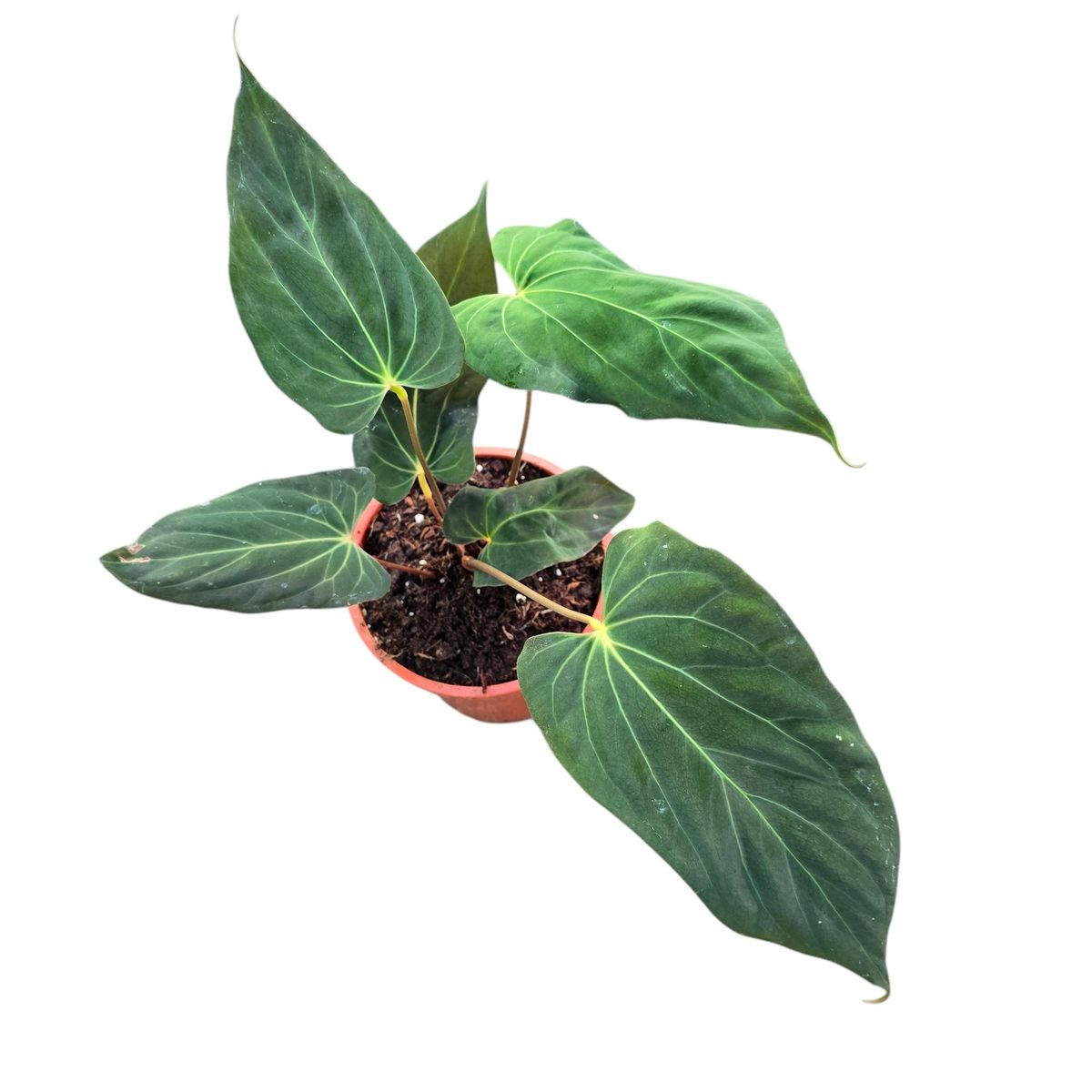 Anthurium papillilaminum — Plant Wholesale FlorAccess