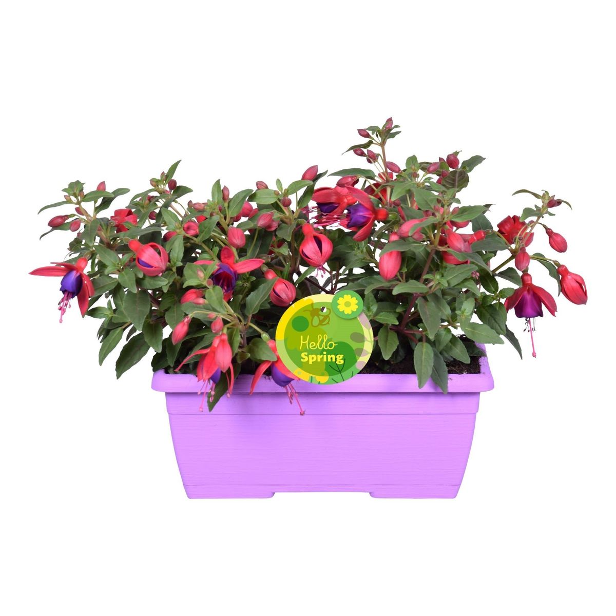 Fuchsia BELLA FUCHSIA SACHA — Рослини оптом FlorAccess