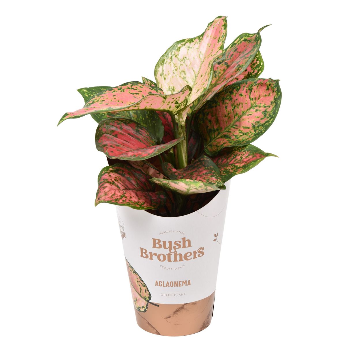 Aglaonema SPOTTED STAR — Plant Wholesale FlorAccess