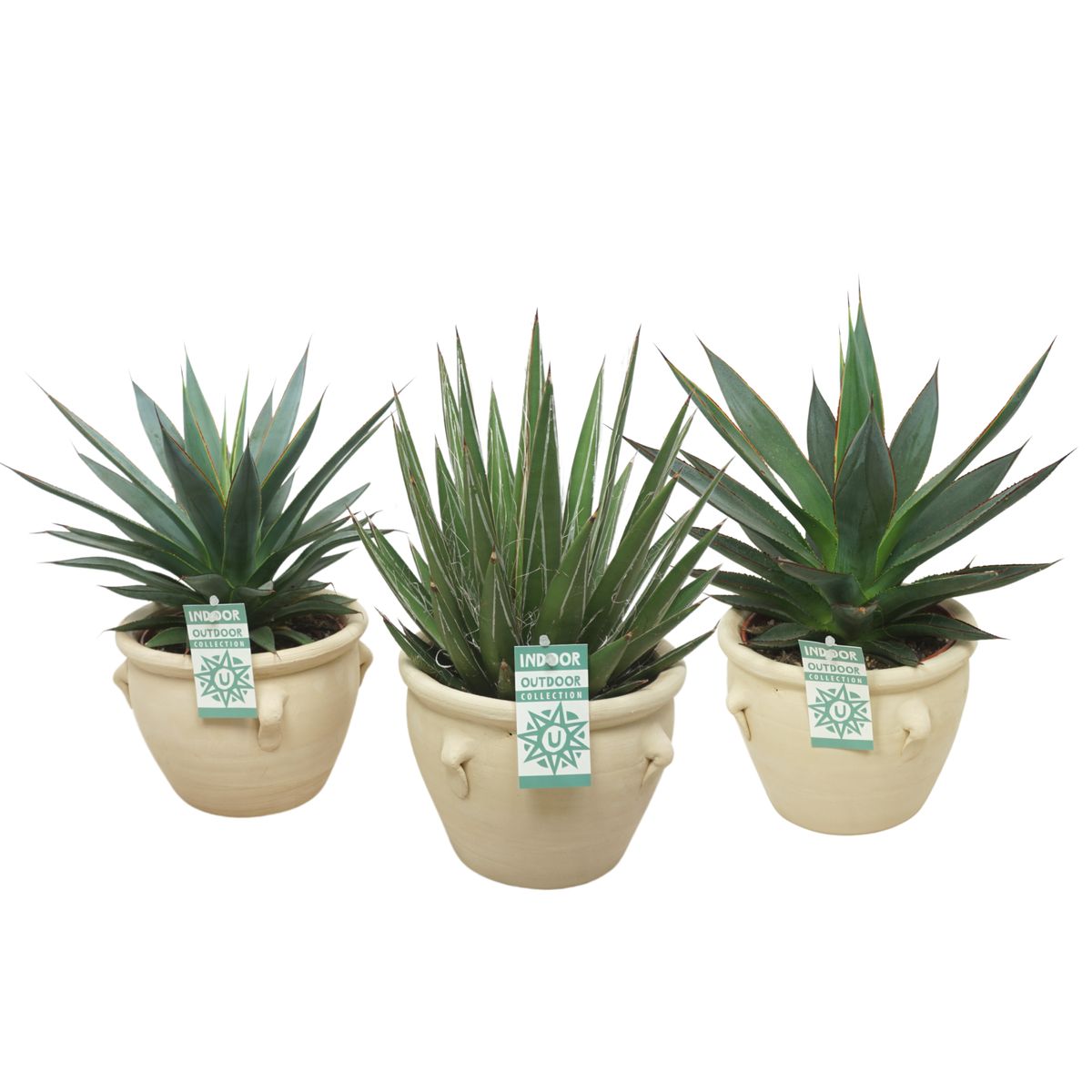 Agave MIX — Рослини оптом FlorAccess