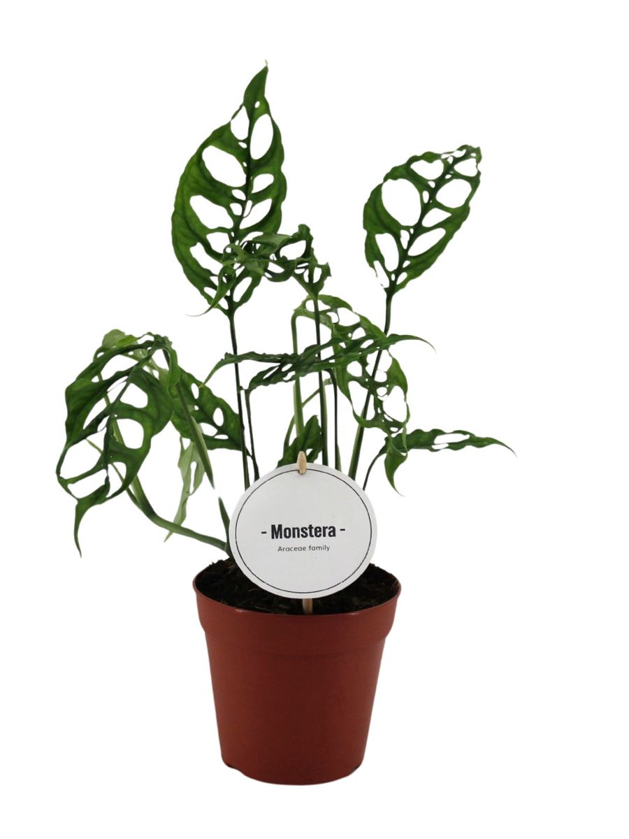 Monstera obliqua 'Peru' — Toptan Bitki Satışı FlorAccess