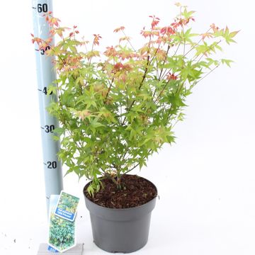 Acer palmatum 'Little Princess' — Plant Wholesale FlorAccess