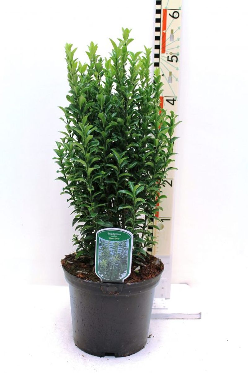 Euonymus japonicus 'Green Spire' — Plant Wholesale FlorAccess