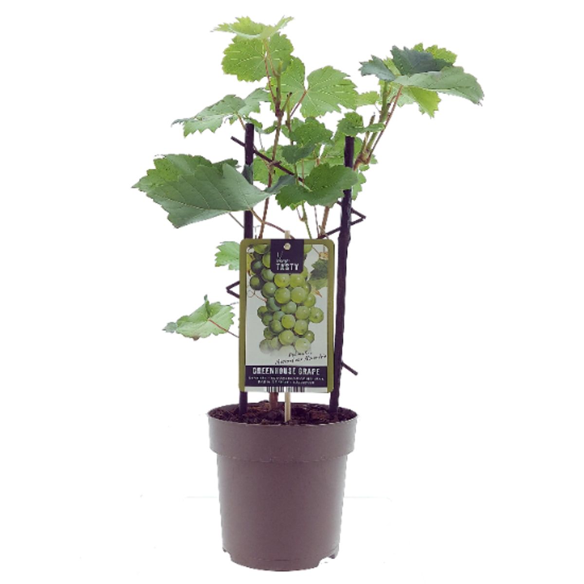 Vitis 'Muscat of Alexandria' — Plant Wholesale FlorAccess