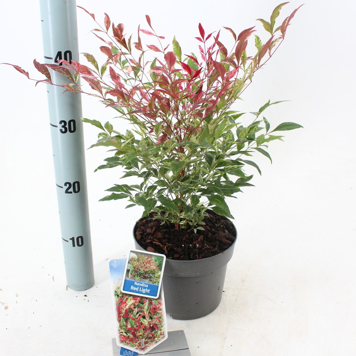 Nandina domestica 'Red Light' — Plant Wholesale FlorAccess
