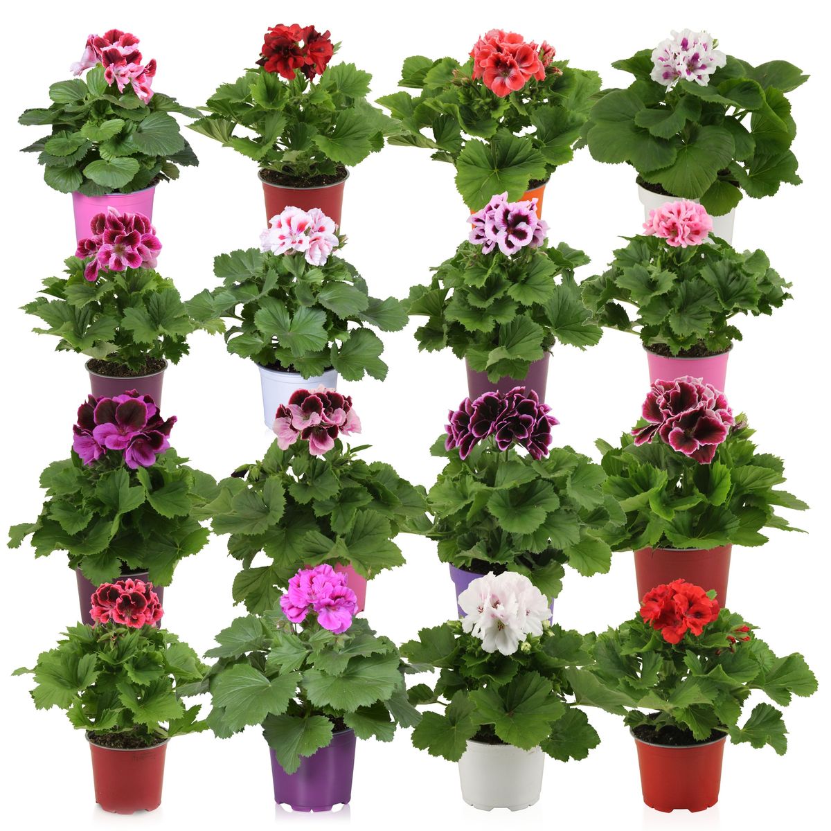 Pelargonium GRANDIFLORUM MIX Plant Wholesale FlorAccess pelargonium-grandiflorum-mix-plant-wholesale-floraccess