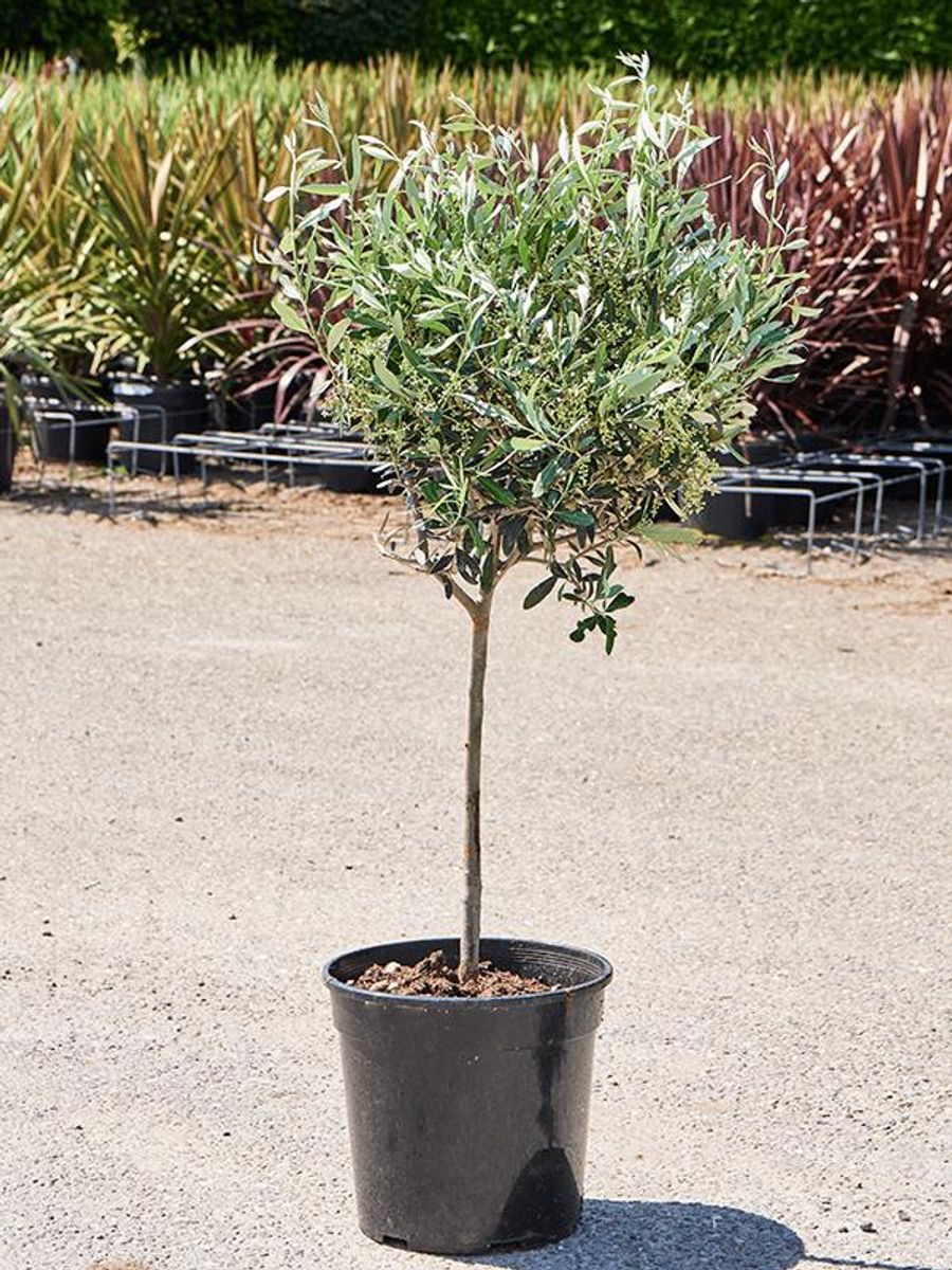 Olea europaea — Plant Wholesale FlorAccess