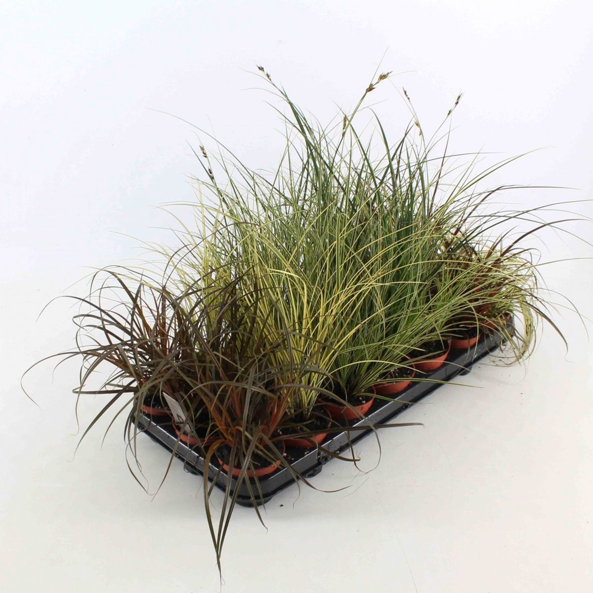 Carex MIX — Plant Wholesale FlorAccess