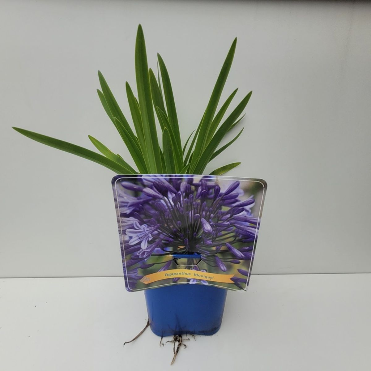 Agapanthus 'Monique' — Plant Wholesale FlorAccess