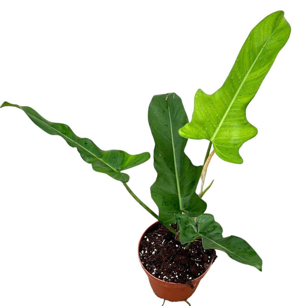 Philodendron 'Jerry Horne' — Plant Wholesale FlorAccess