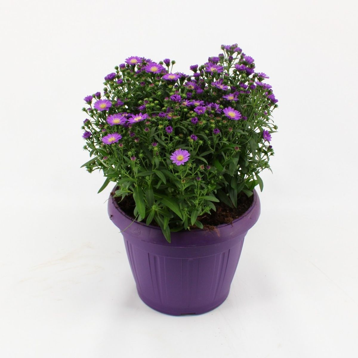 Aster MAGIC PURPLE — Рослини оптом FlorAccess