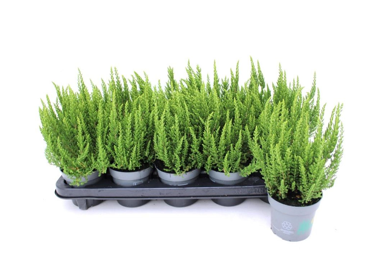 Calluna vulgaris SKYLINE VERONA — Plant Wholesale FlorAccess