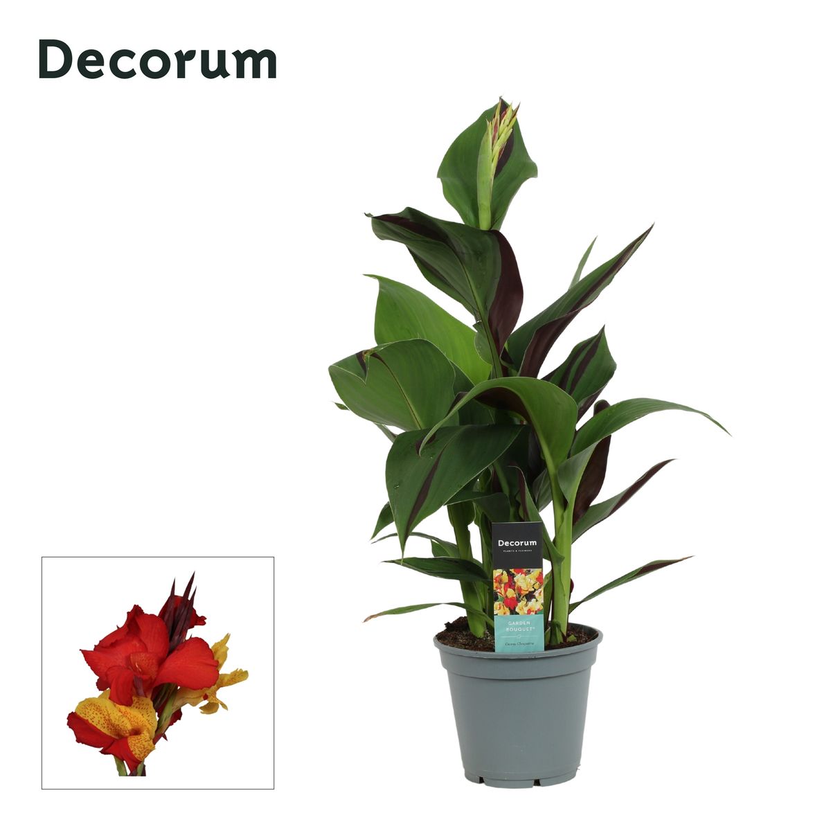 Canna 'Cleopatra' — Plant Wholesale FlorAccess