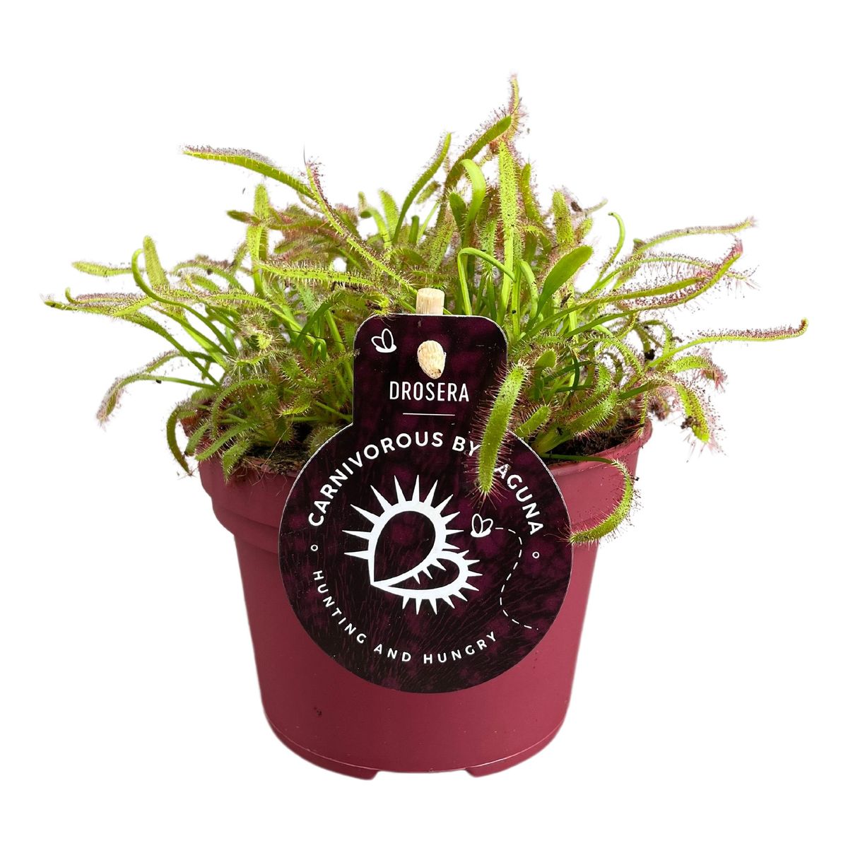 Drosera capensis — Plant Wholesale FlorAccess
